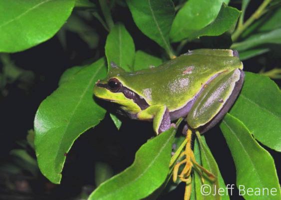 Pine Barrens Treefrog | NC Wildlife